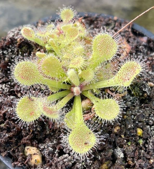 DS119 Drosera collinsiae