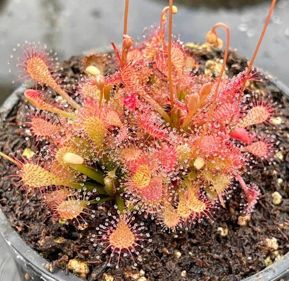 DS120 Drosera capillaris Cuba