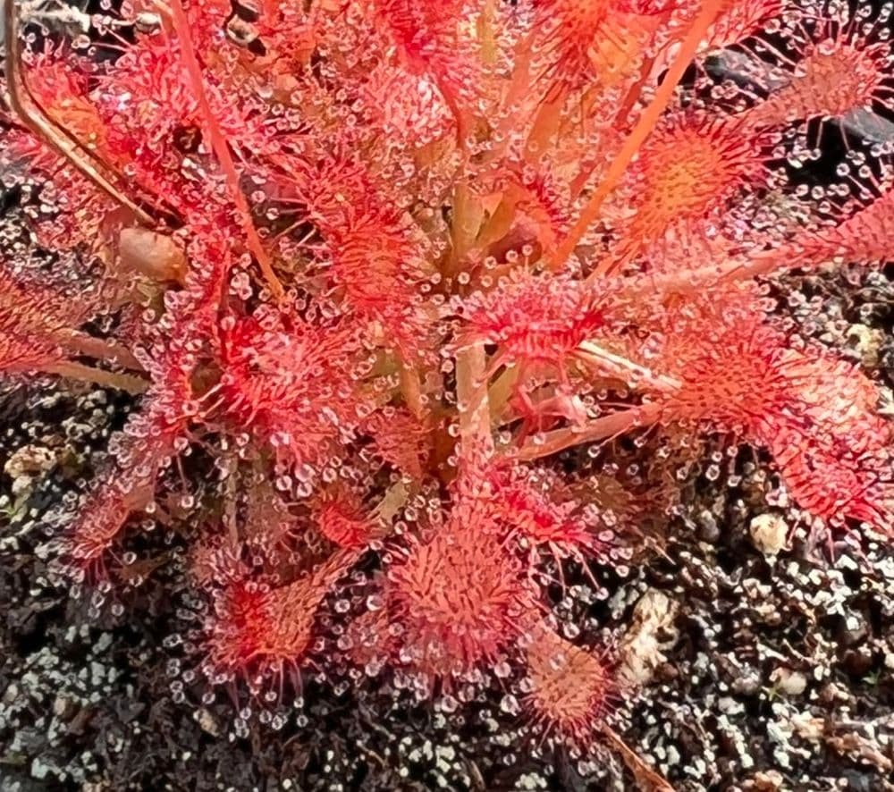 DS120 Drosera capillaris Cuba