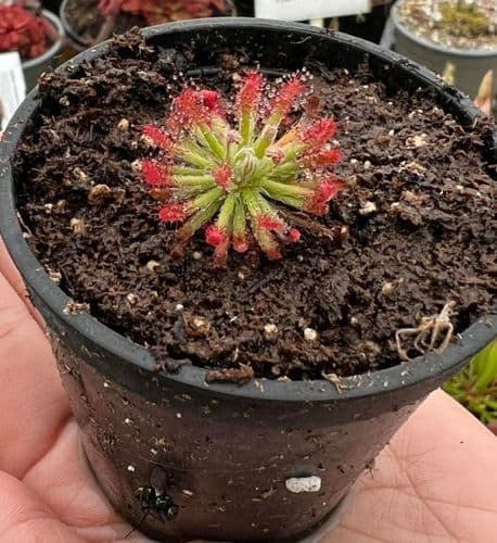 Drosera Sundews | Hampshire Carnivorous Plants