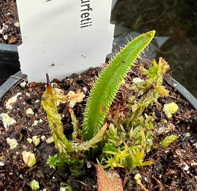 DS123 Drosera murfetii