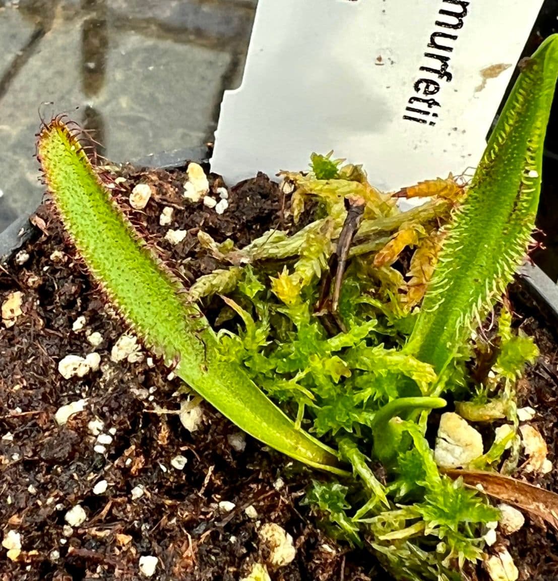 DS123 Drosera murfetii