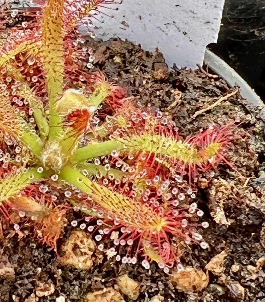 DS151 Drosera Latifolia