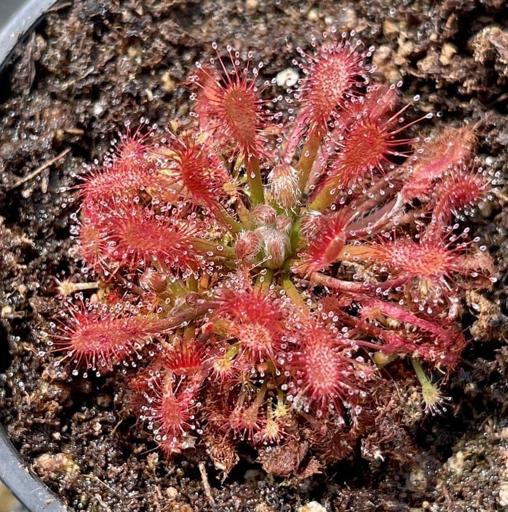DS154 Drosera Neocaledonica x Oblanceolata