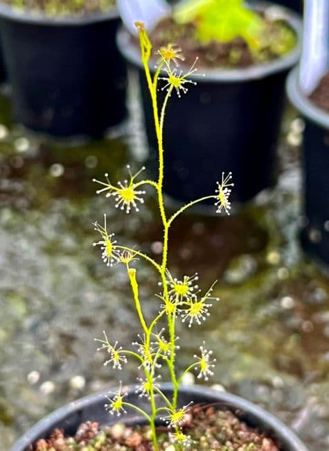 DST1 Drosera modesta