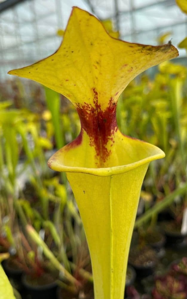F123 S flava var rugelii