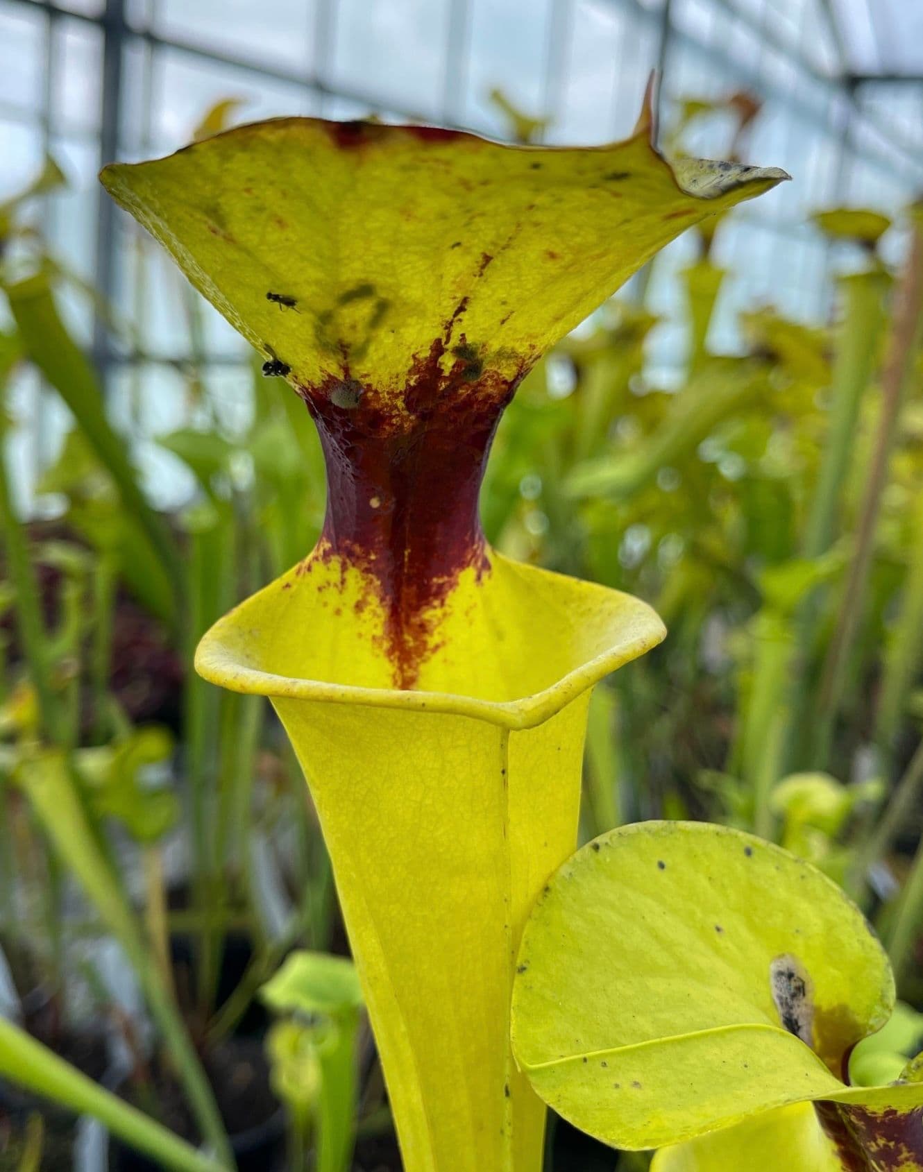 F18 Sarracenia flava var rugelii Giant