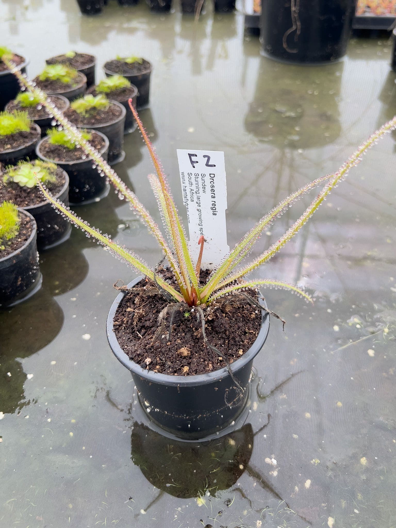 F2 Drosera regia