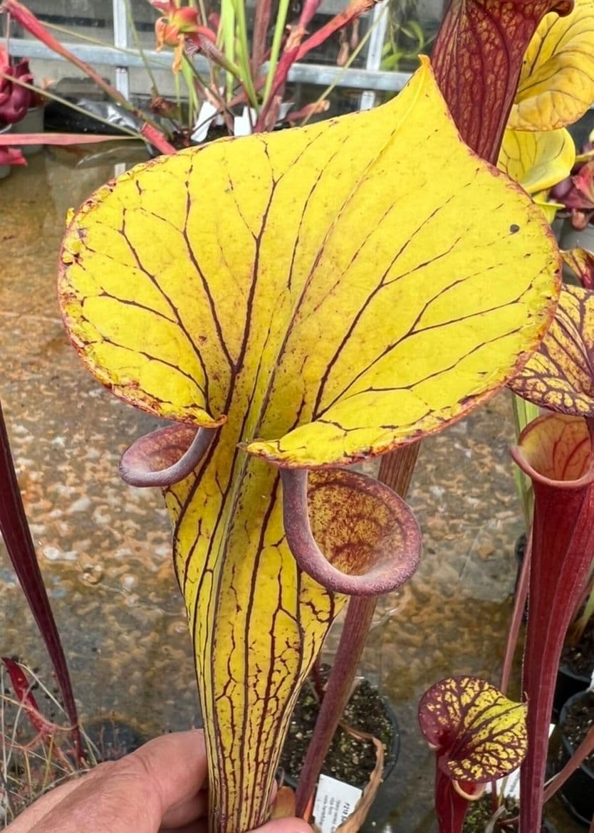 F218 Sarracenia flava