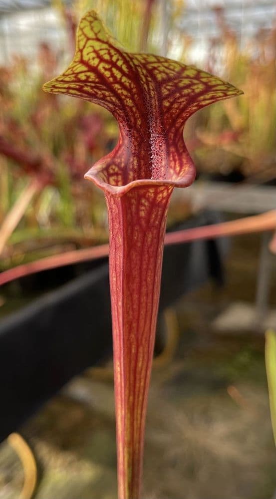 F414A Sarracenia flava ornata