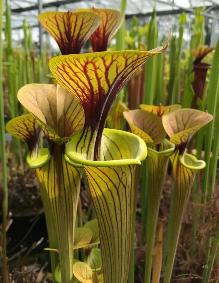 F433 S flava var ornata Green swamp Nc