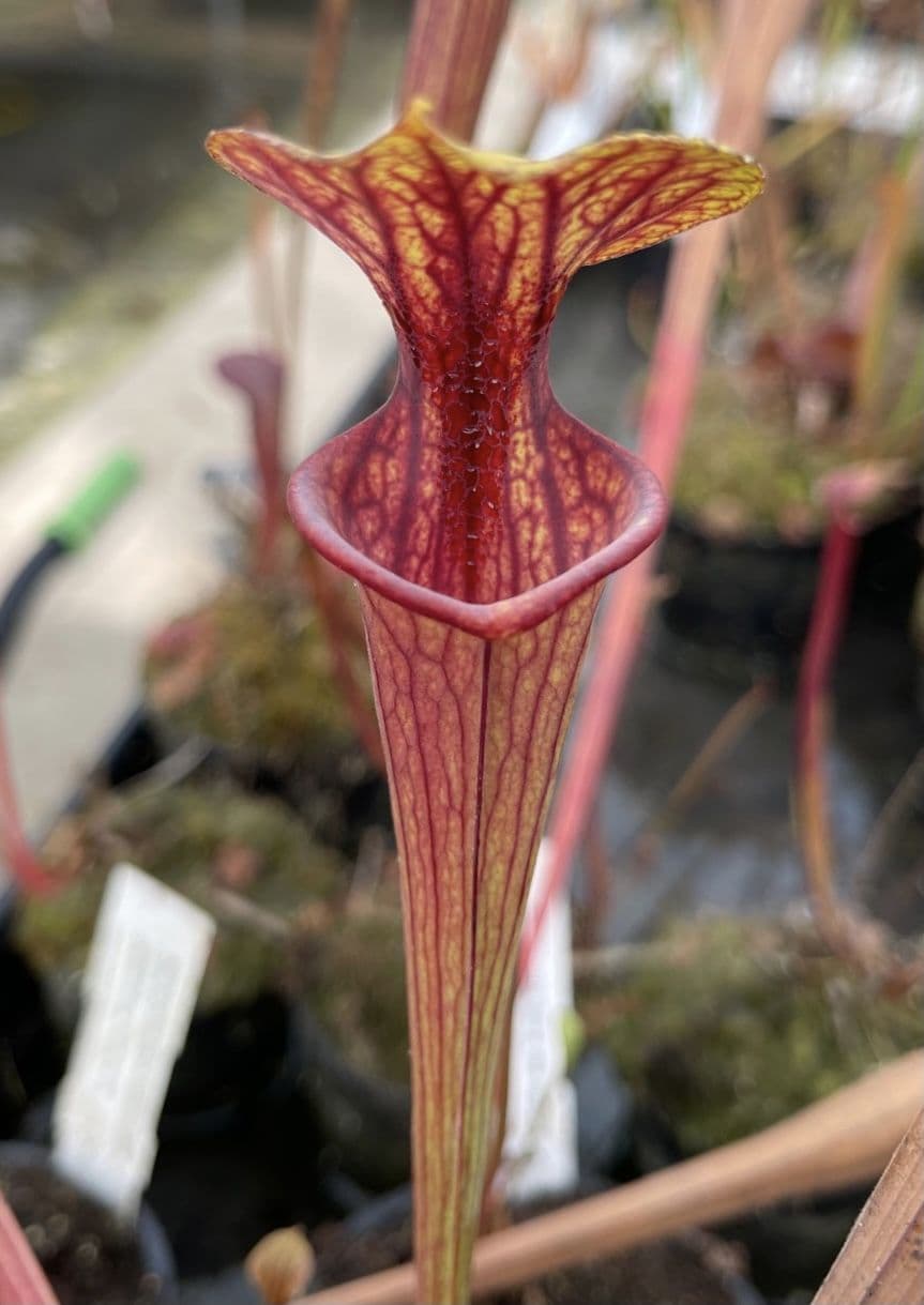 F462 S flava var ornata