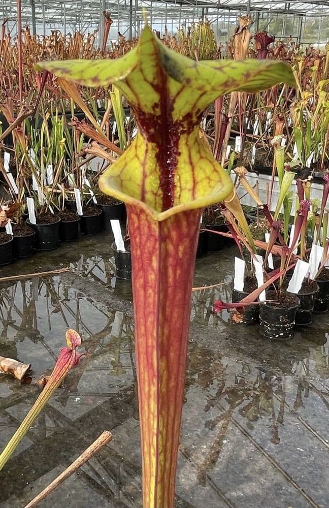 F66 S flava red tube Clone1