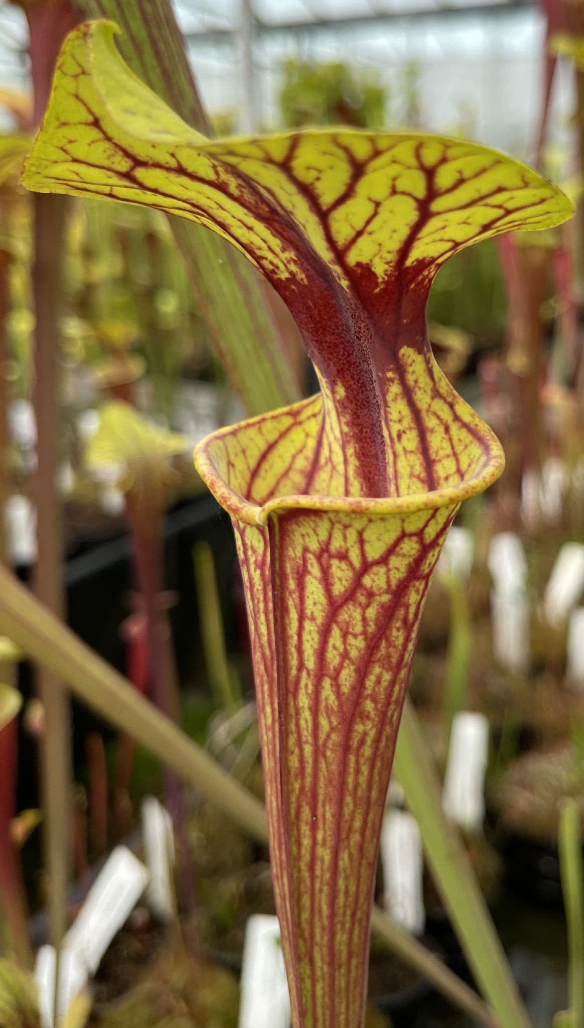 F71 Sarracenia flava var ornata
