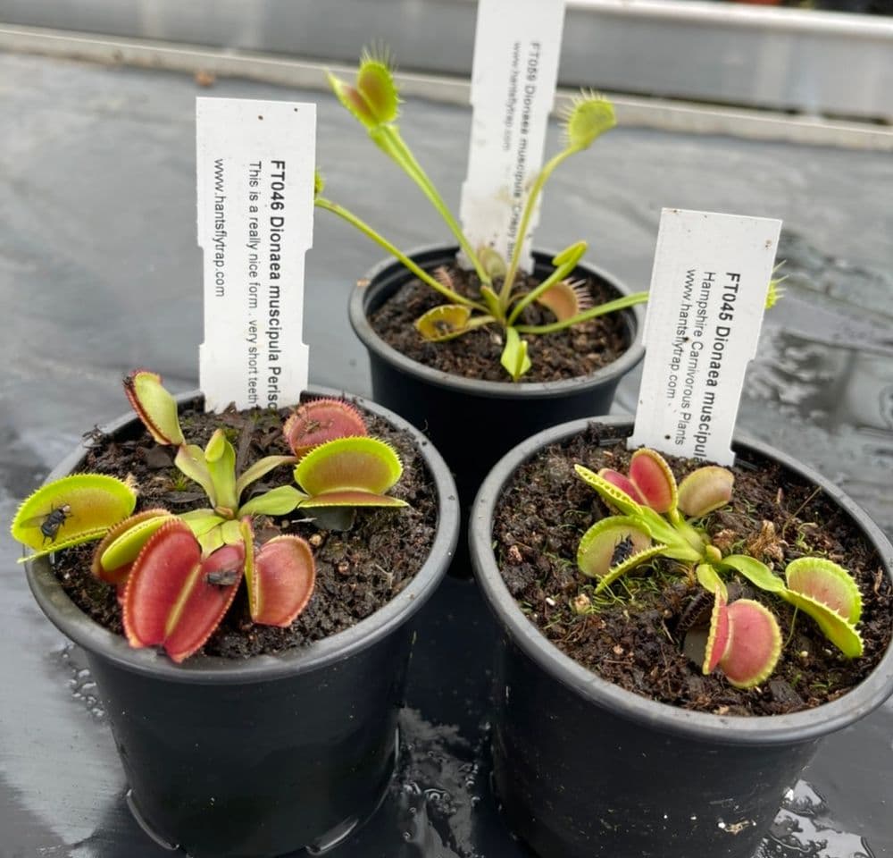 FC12 Flytrap Collection 3