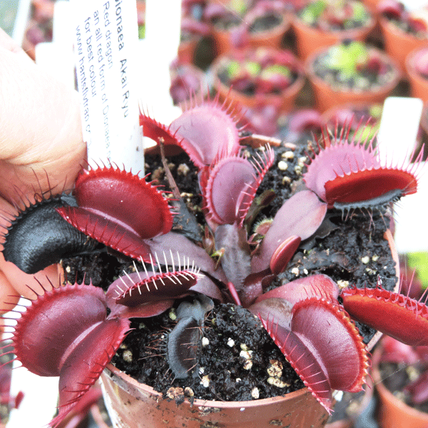 Akai ryu Red dragon Venus flytrap red flytrap