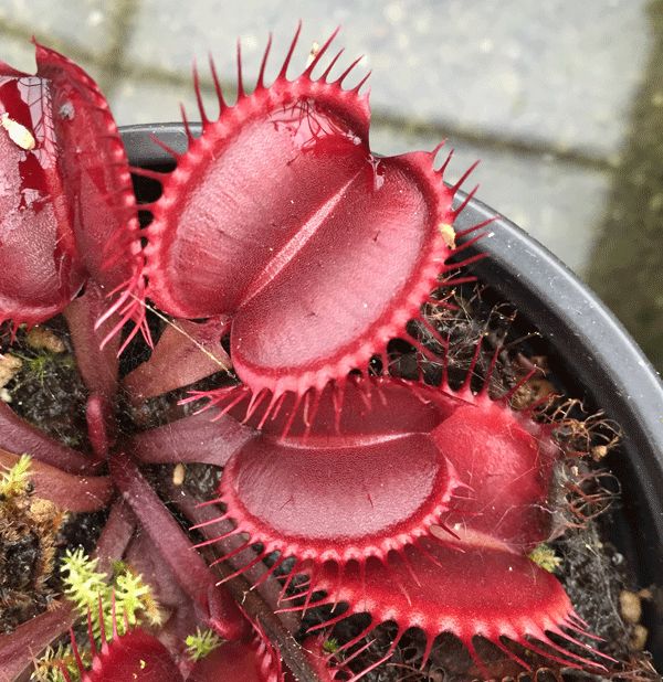 Akai ryu Red dragon Venus flytrap red flytrap