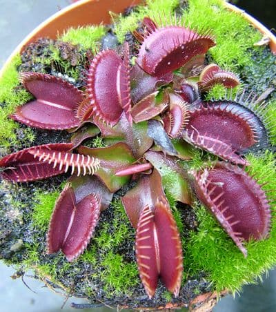 Akai ryu Red dragon Venus flytrap red flytrap