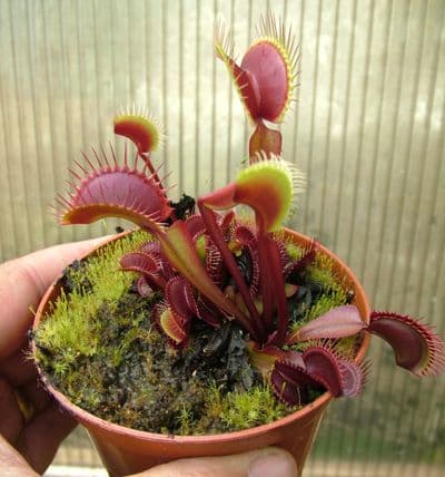 Akai ryu Red dragon Venus flytrap red flytrap