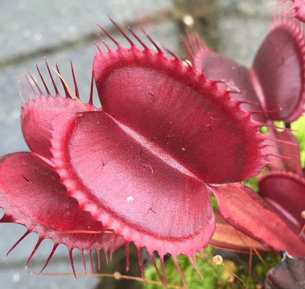 Akai ryu Red dragon Venus flytrap red flytrap