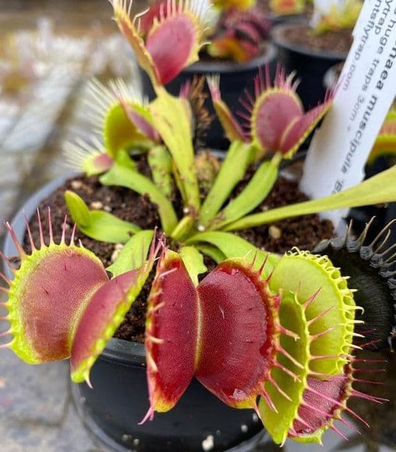 Dionaea muscipula 'B52' Venus Flytrap