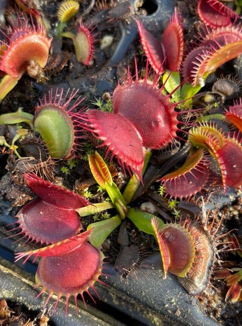 Dionaea muscipula 'B52' Venus Flytrap