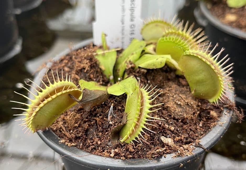 FT021 Dionaea muscipula G16 Slacks giant