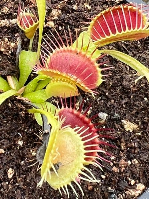 FT039 Dionaea muscipula Funnel Trap