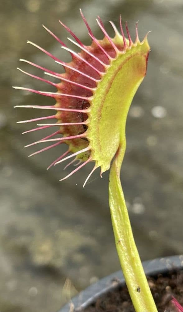 FT039 Dionaea muscipula Funnel Trap