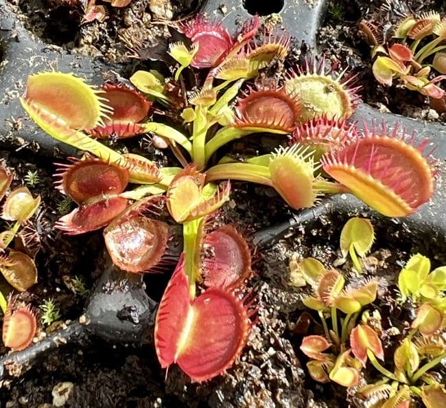 FT060 Dionaea muscipula Crossed teeth
