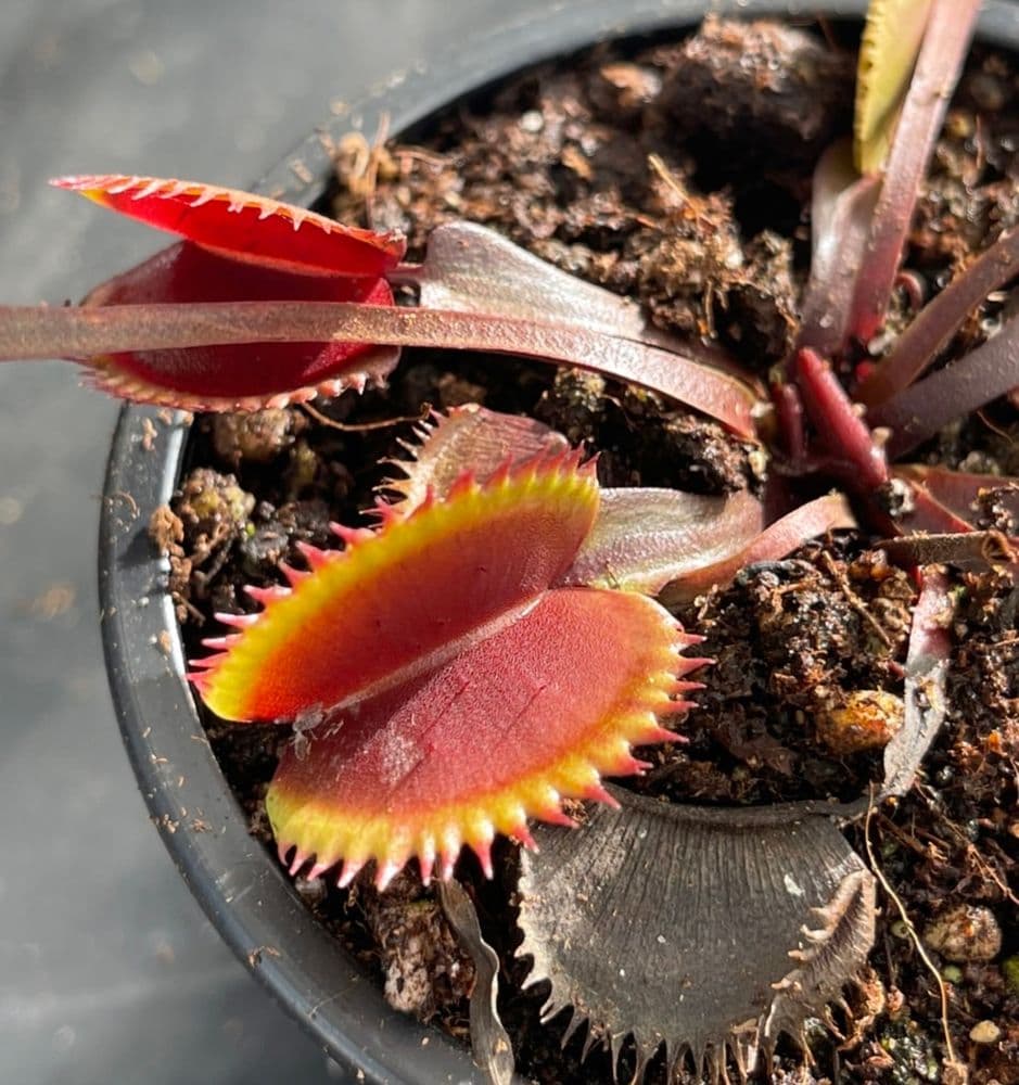 FT061 Dionaea muscipula Red Sawtooth