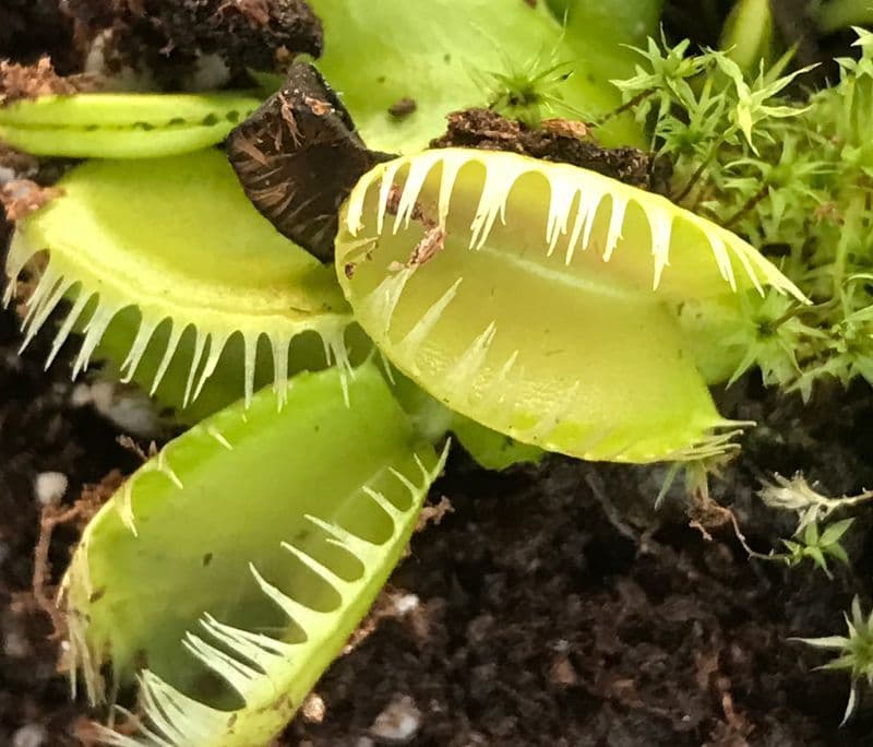 FT20 Venus Fly Trap Triton Small