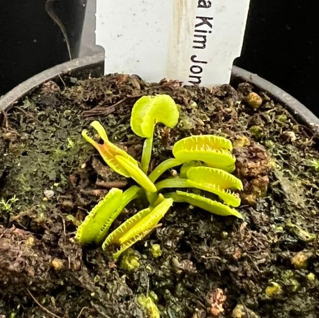 FTC1 5 Venus Flytrap collectors bundle