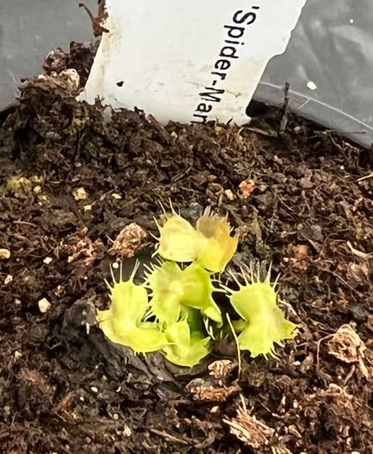 FTC1 5 Venus Flytrap collectors bundle