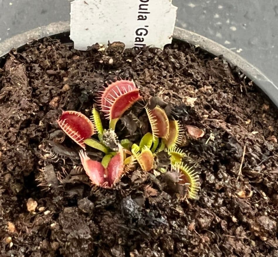 FTC1 5 Venus Flytrap collectors bundle
