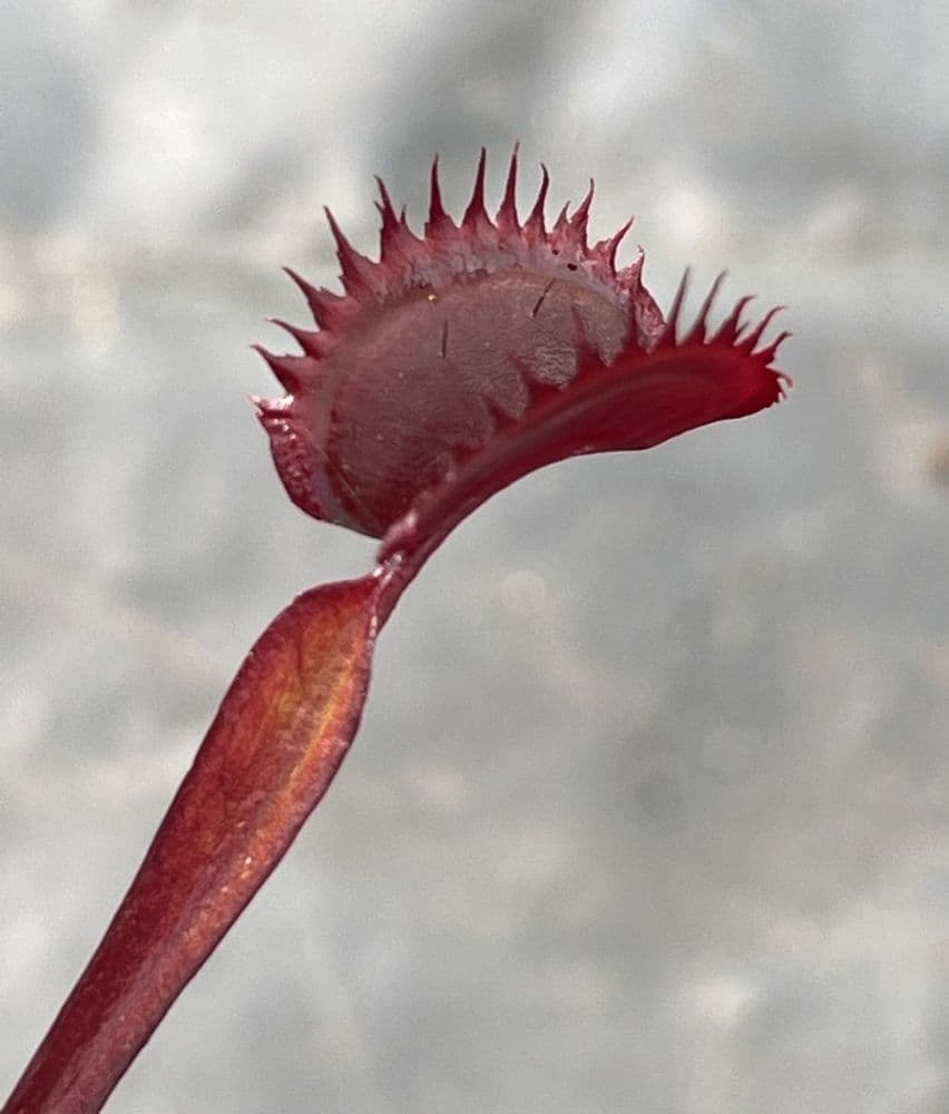 FTO64 Dionaea muscipula Trev s Red Dentate