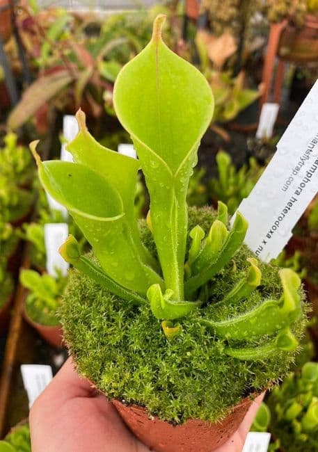 Heliamphora nutans x heterodoxa