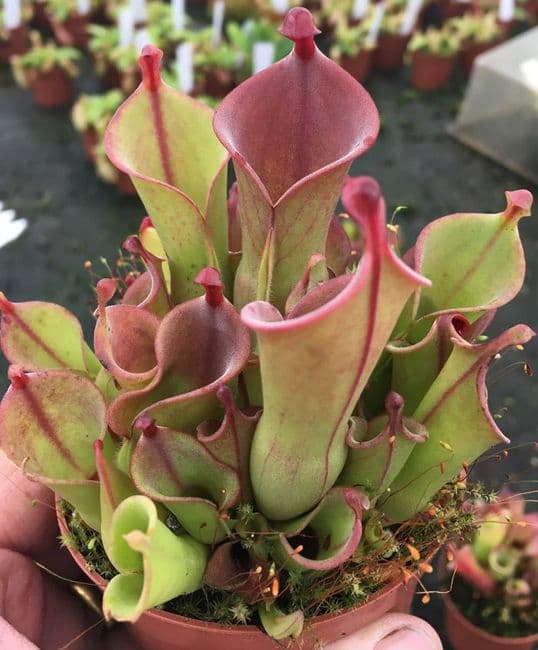 Heliamphora nutans x heterodoxa