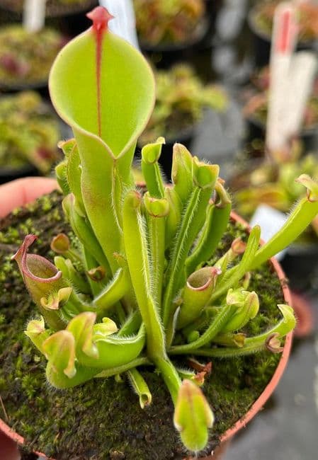 Heliamphora nutans x heterodoxa