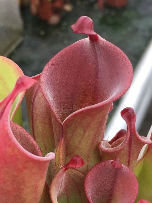 Heliamphora nutans x heterodoxa