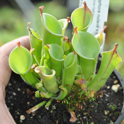 H001L Heliamphora nutans x heterodoxa large