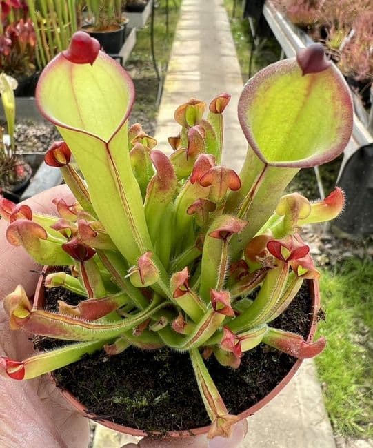 H002 Heliamphora heterodoxa