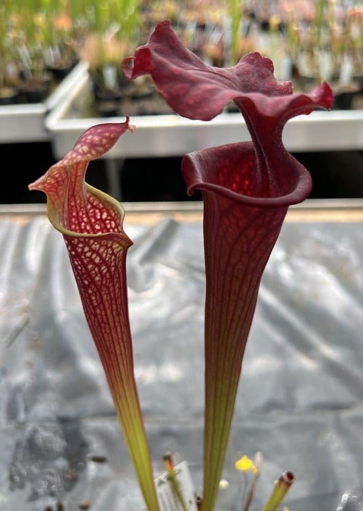 HB22 Sarracenia x moorei