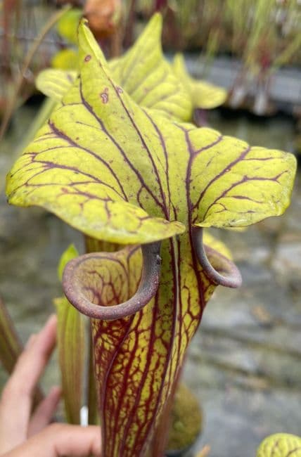 IPF31 S flava var ornata