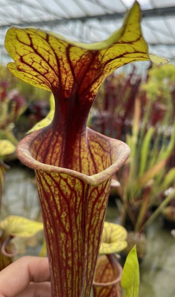 IPF31 S flava var ornata