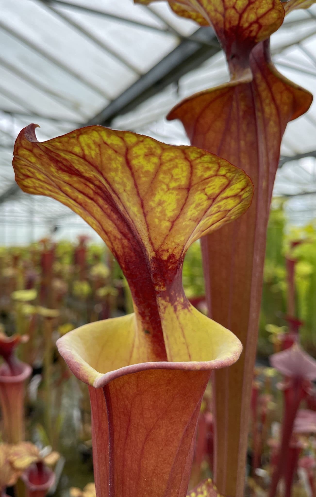 IPF41 Sarracenia flava rubricorpra Giant red tube