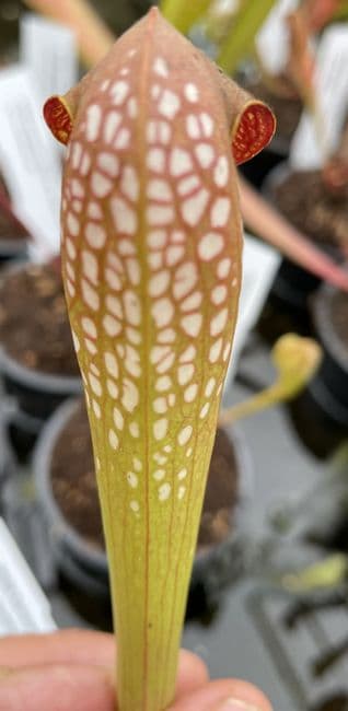 IPM56 Sarracenia minor var Okefenokeensis