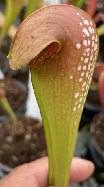 IPM56 Sarracenia minor var Okefenokeensis