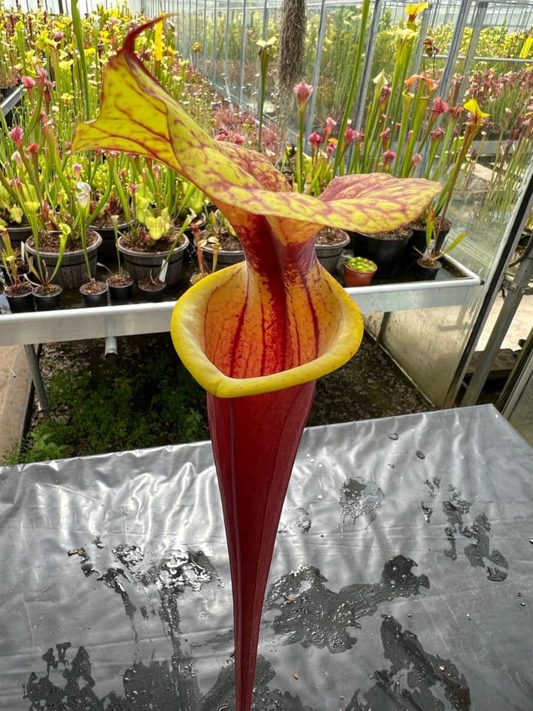 J10 F210 S flava var rubricorpora Red Tube