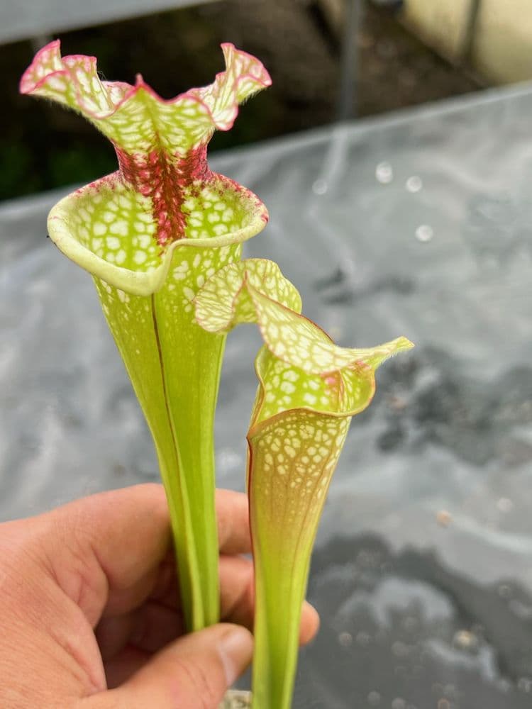 J13 S cv Leah Wilkerson x S cv Juthatip Seper